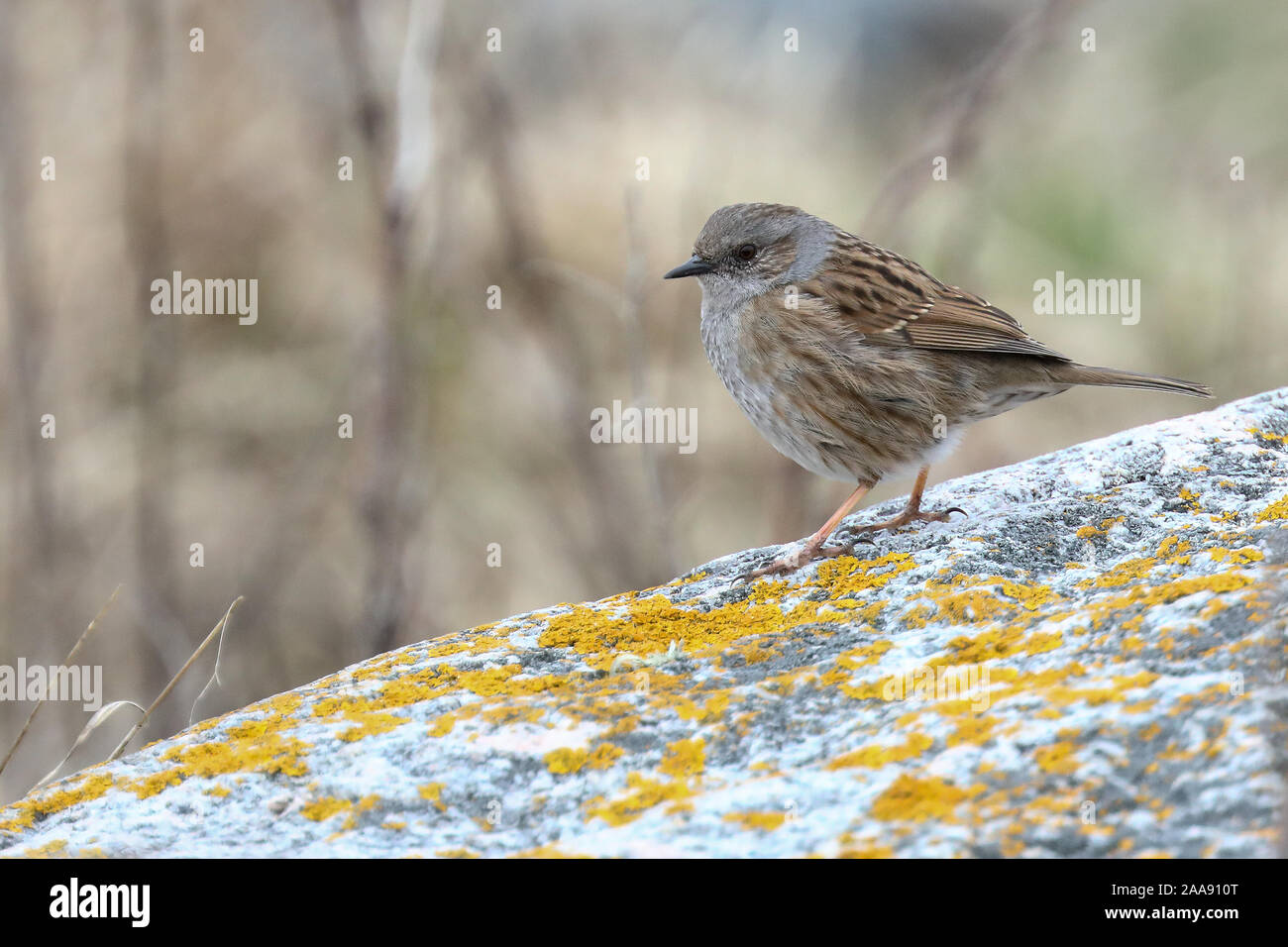 Spring dunnock hi-res stock photography and images - Alamy