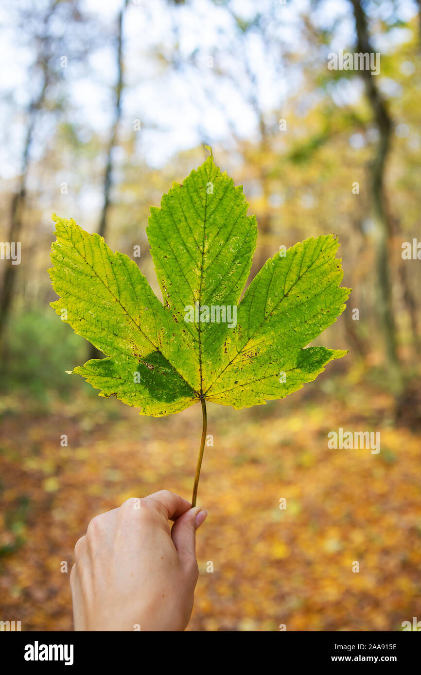 Green fallen leaf in the hands of a girl. Beautiful sunny autumn ...