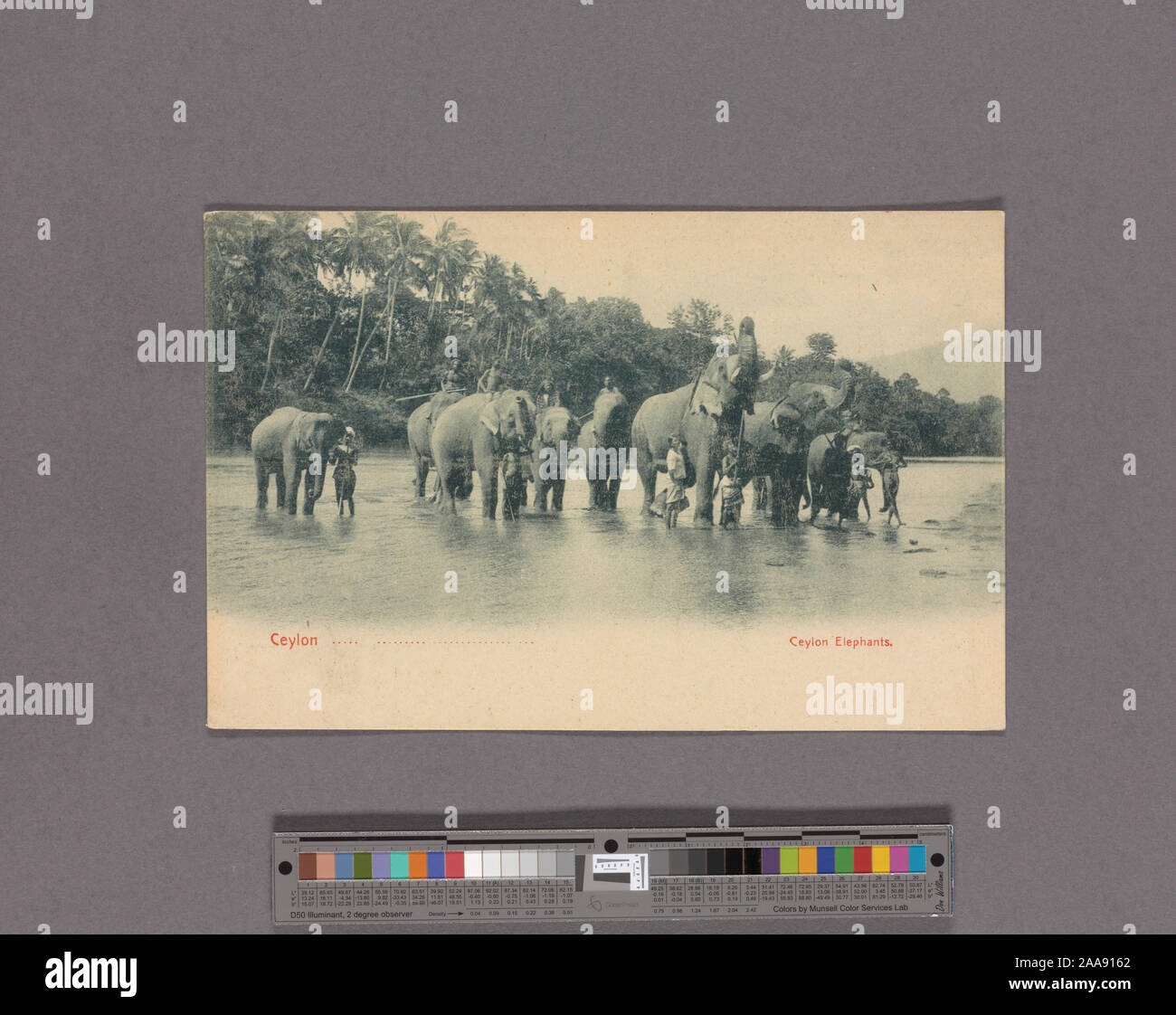 Ceylon. Ceylon elephants.; Ceylon. Ceylon elephants Stock Photo - Alamy