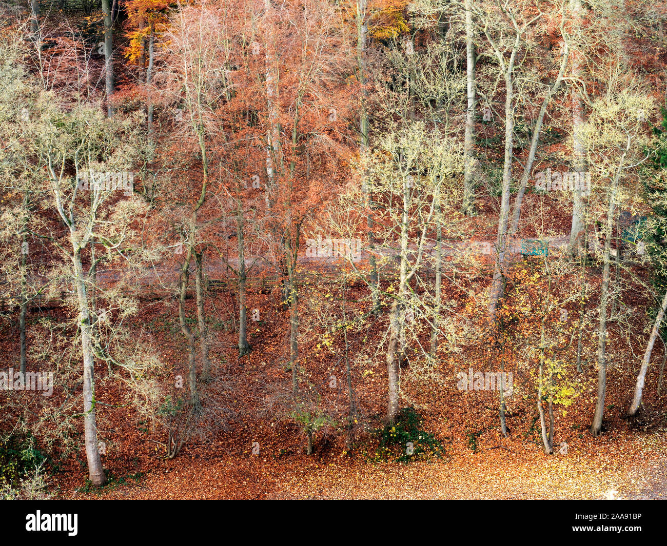 Autumn trees along Long Walk by the River Nidd at Knaresborough North ...