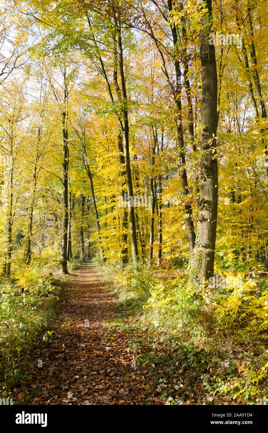 Autumn season colours in the countryside in Germany, Western Europe ...