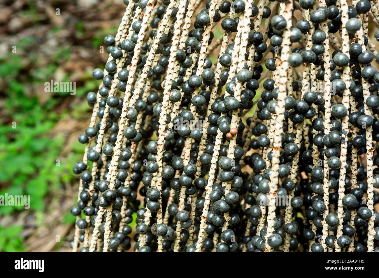 Acai berry tree hi-res stock photography and images - Alamy