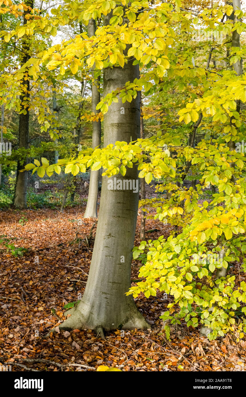 Autumn season colours in the countryside in Germany, Western Europe ...