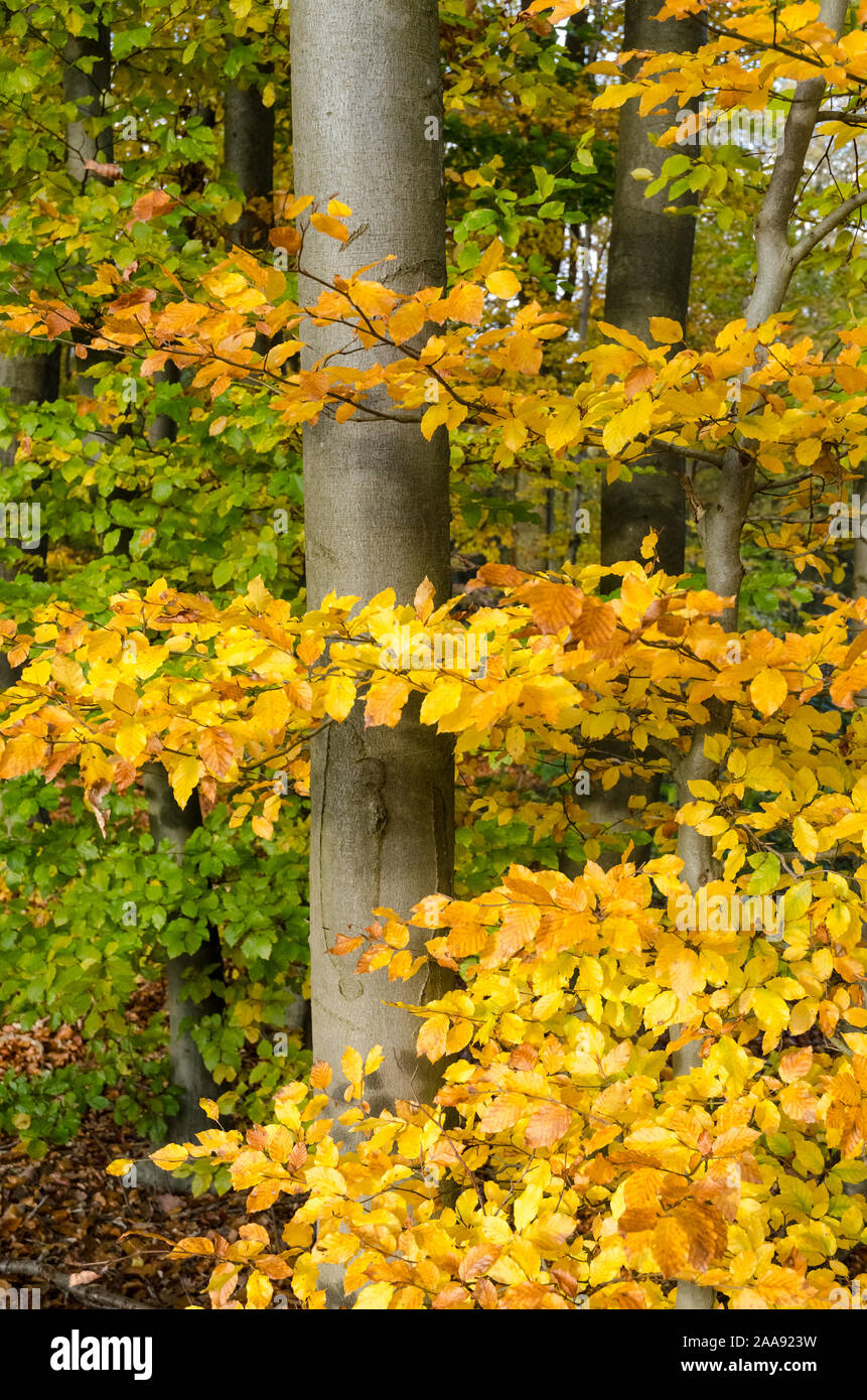 Autumn season colours in the countryside in Germany, Western Europe ...