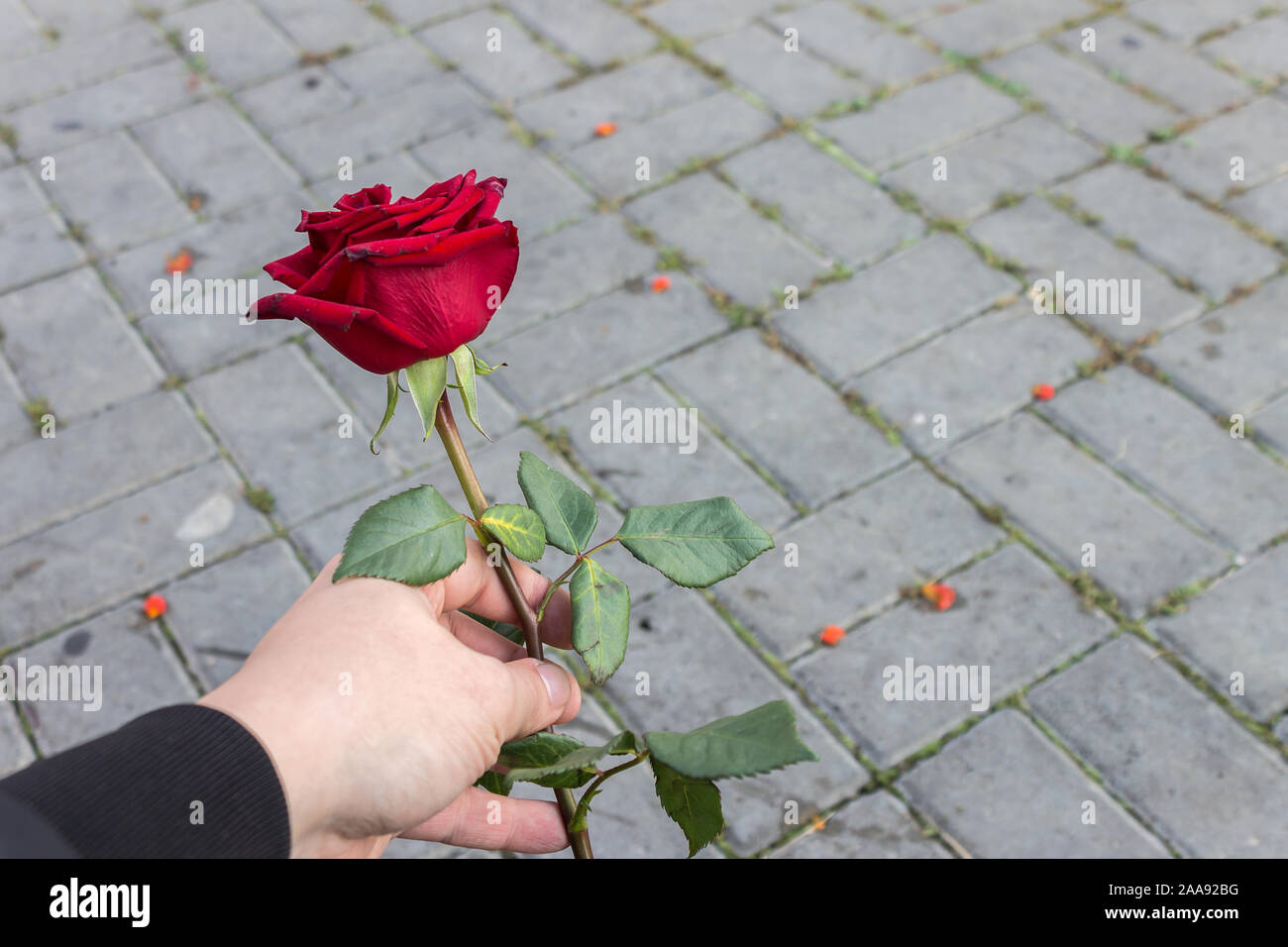 Dying red rose flower in the hands of a gardener on the background of ...