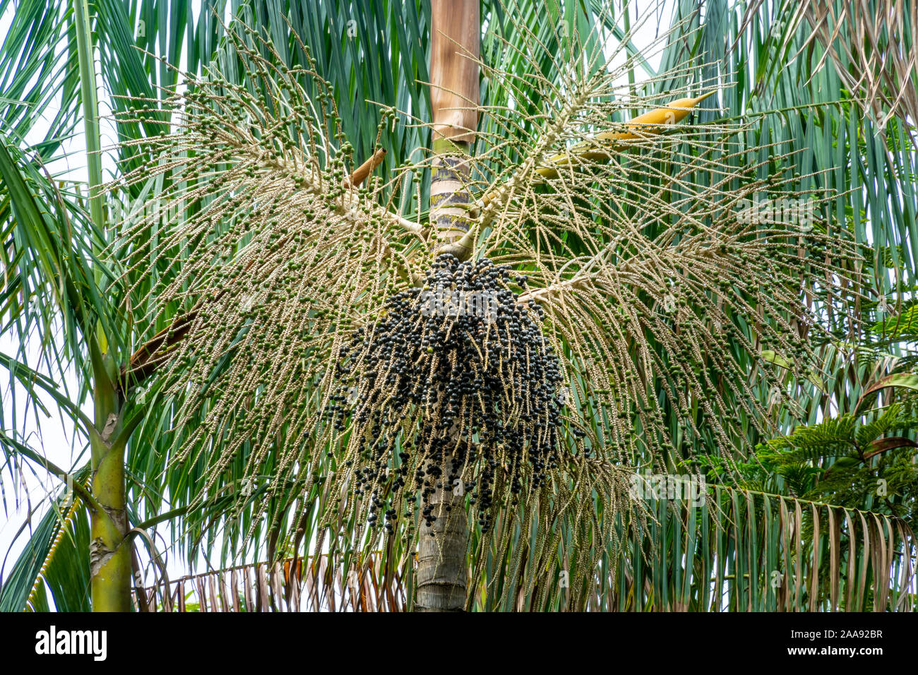 Acai berry tree hi-res stock photography and images - Alamy