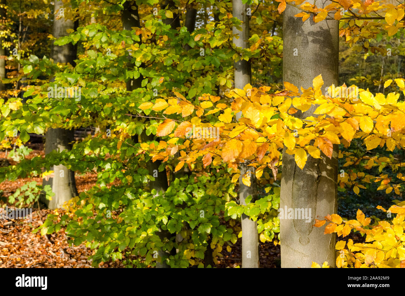 Autumn season colours in the countryside in Germany, Western Europe ...