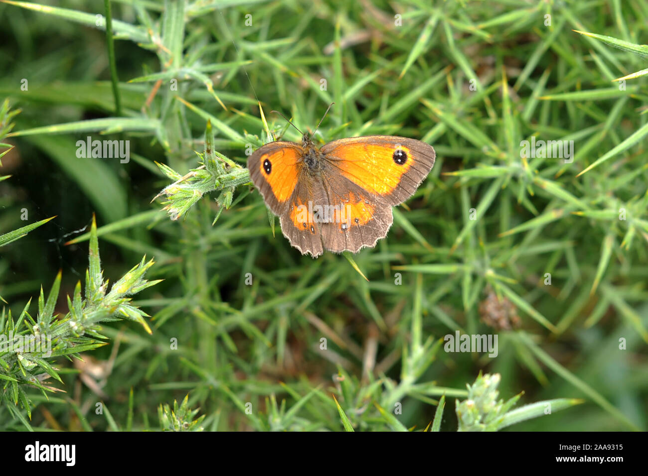 Gatekeeper butterflies hi-res stock photography and images - Alamy