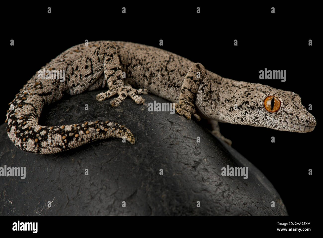 Eastern spiny-tailed gecko (Strophurus intermedius Stock Photo - Alamy
