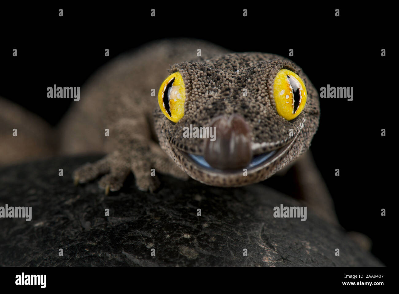 Spiny tailed gecko spinigerus hi-res stock photography and images - Alamy