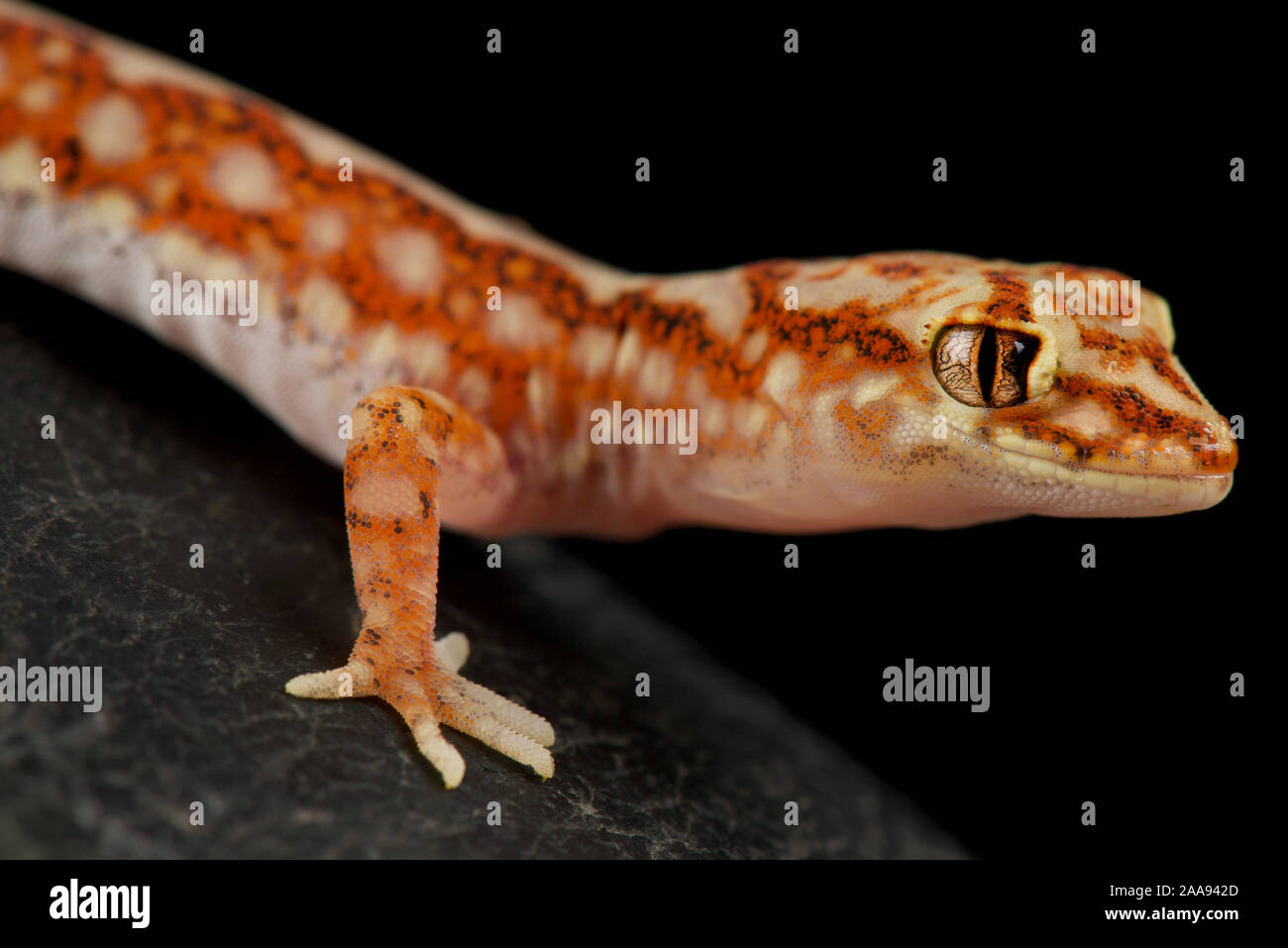 Beaded gecko (Lucasium damaeum Stock Photo - Alamy