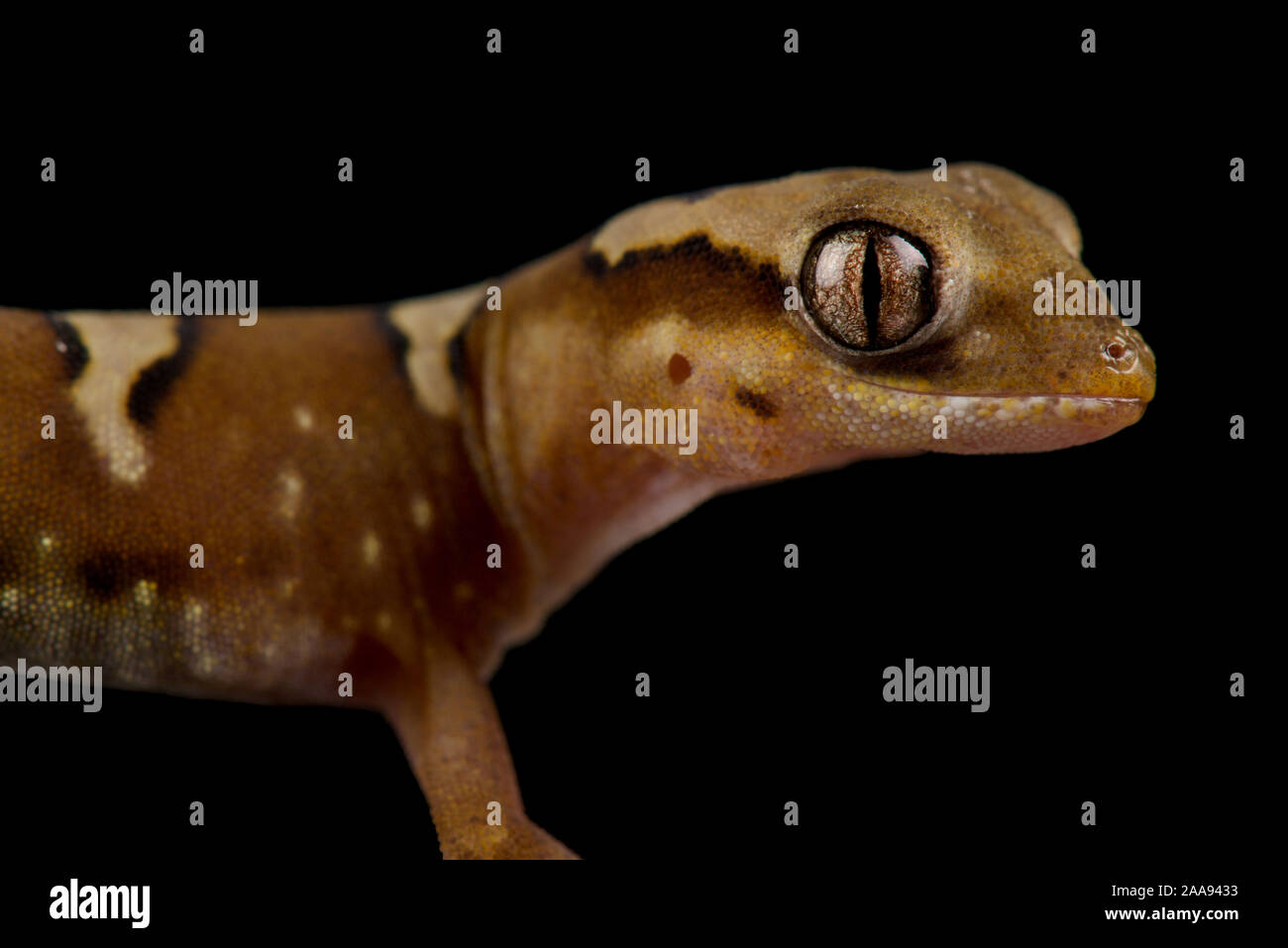 Diplodactylus hi-res stock photography and images - Alamy