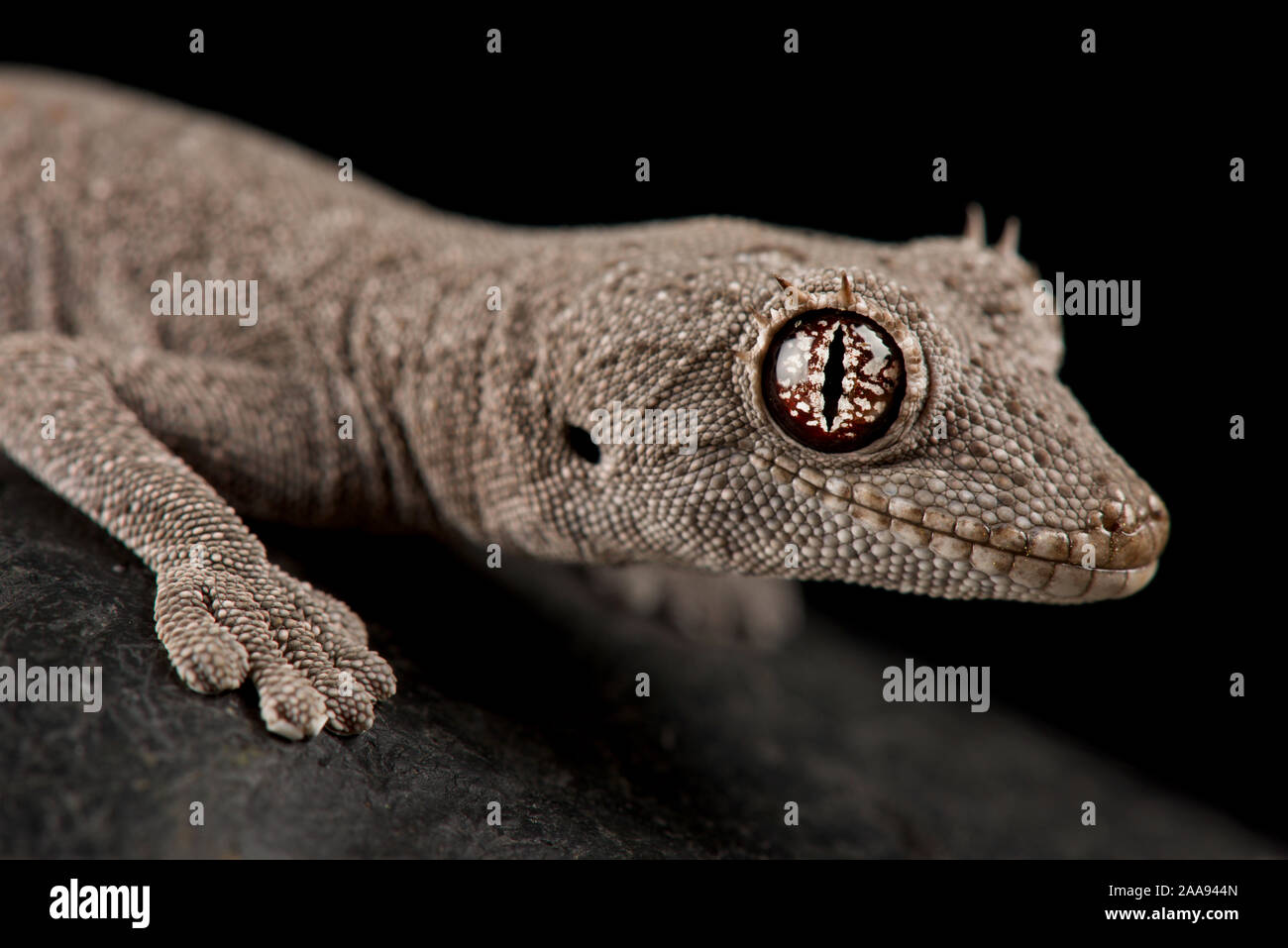 Western shield spiny-tailed gecko (Strophurus wellingtonae Stock Photo ...