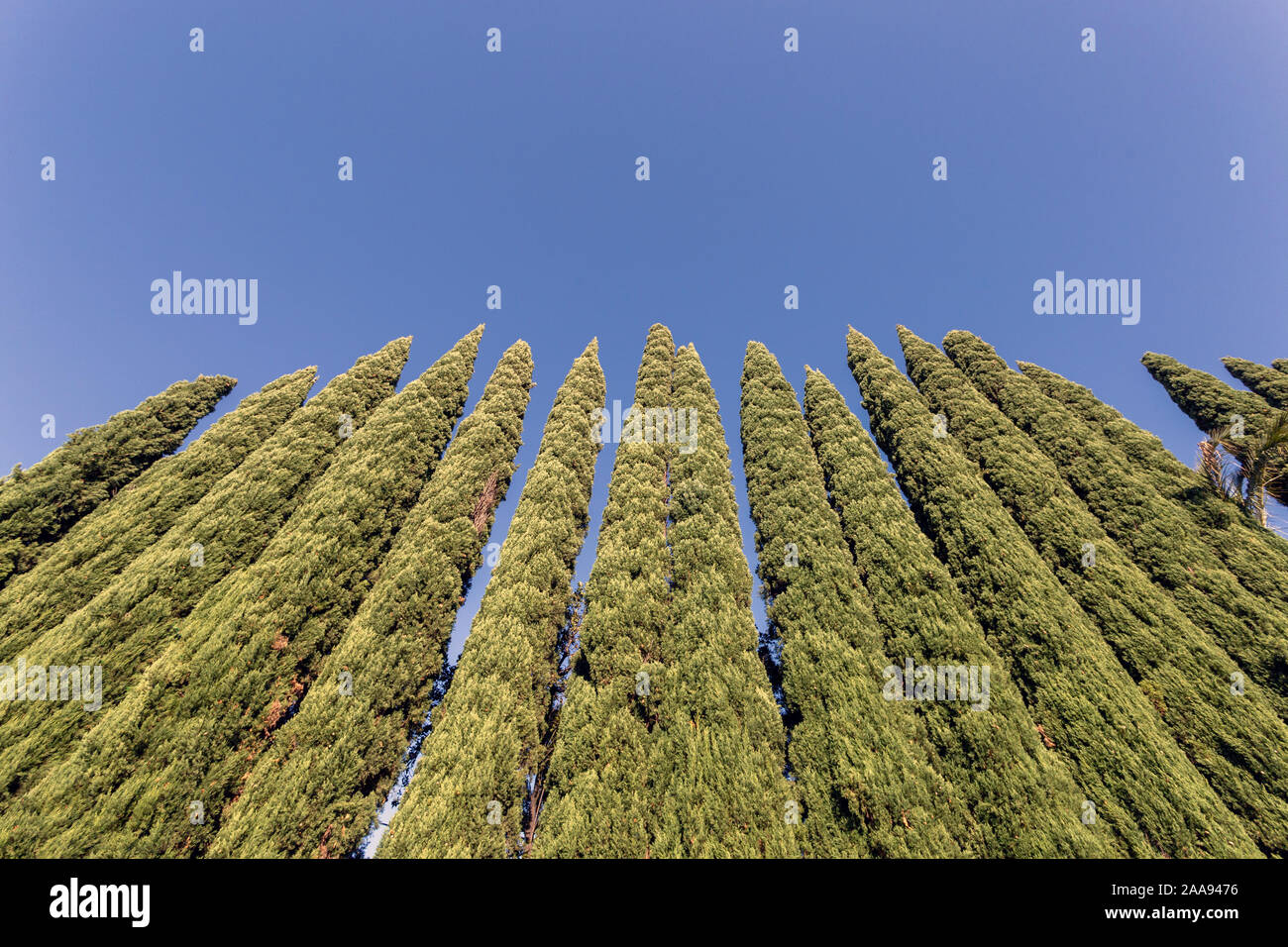 Cypress trees in a spanish village in Mallorca Stock Photo - Alamy