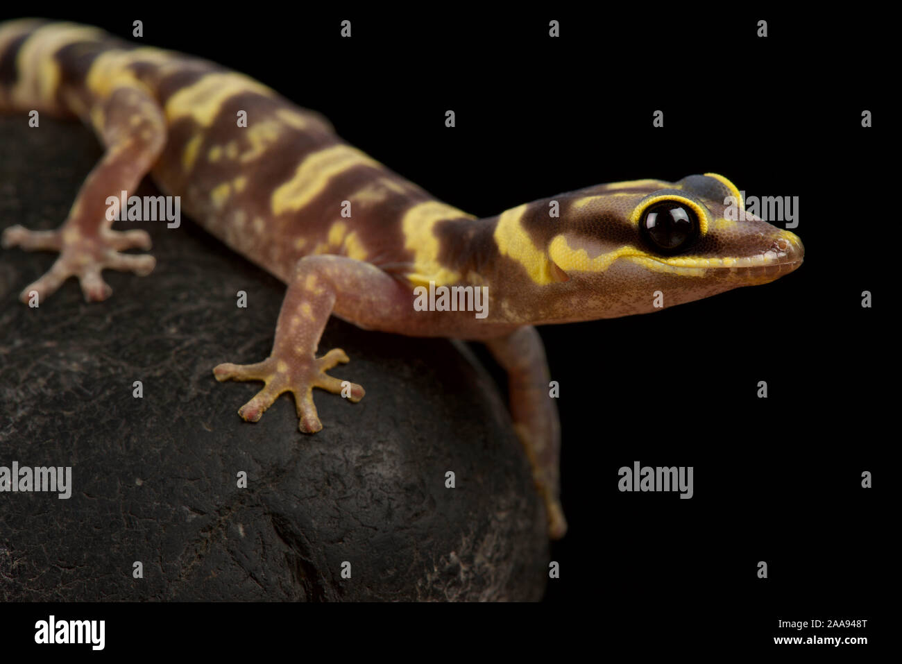 Marbled gecko hi-res stock photography and images - Alamy