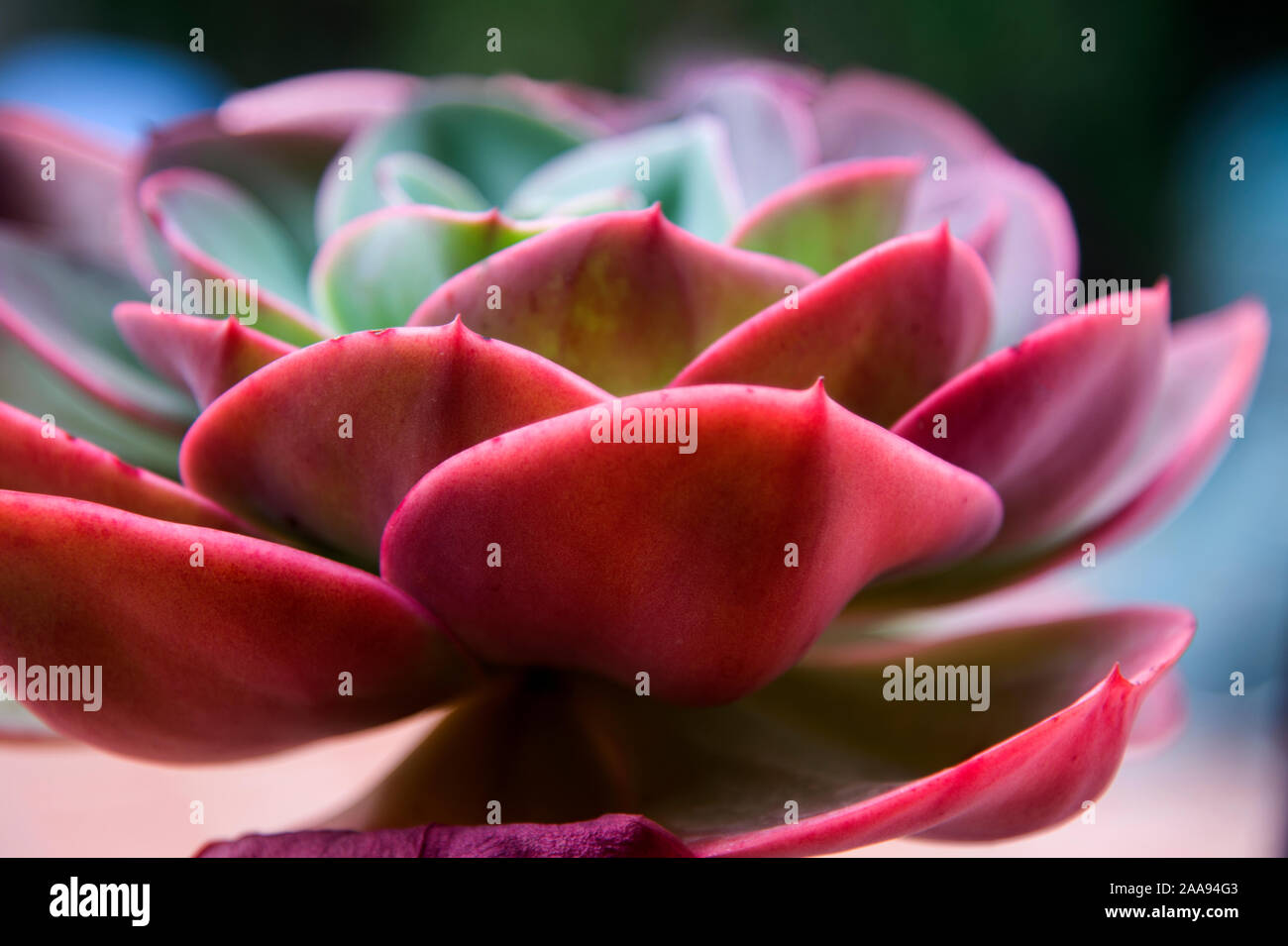 succulent plant red color of autumn Stock Photo - Alamy