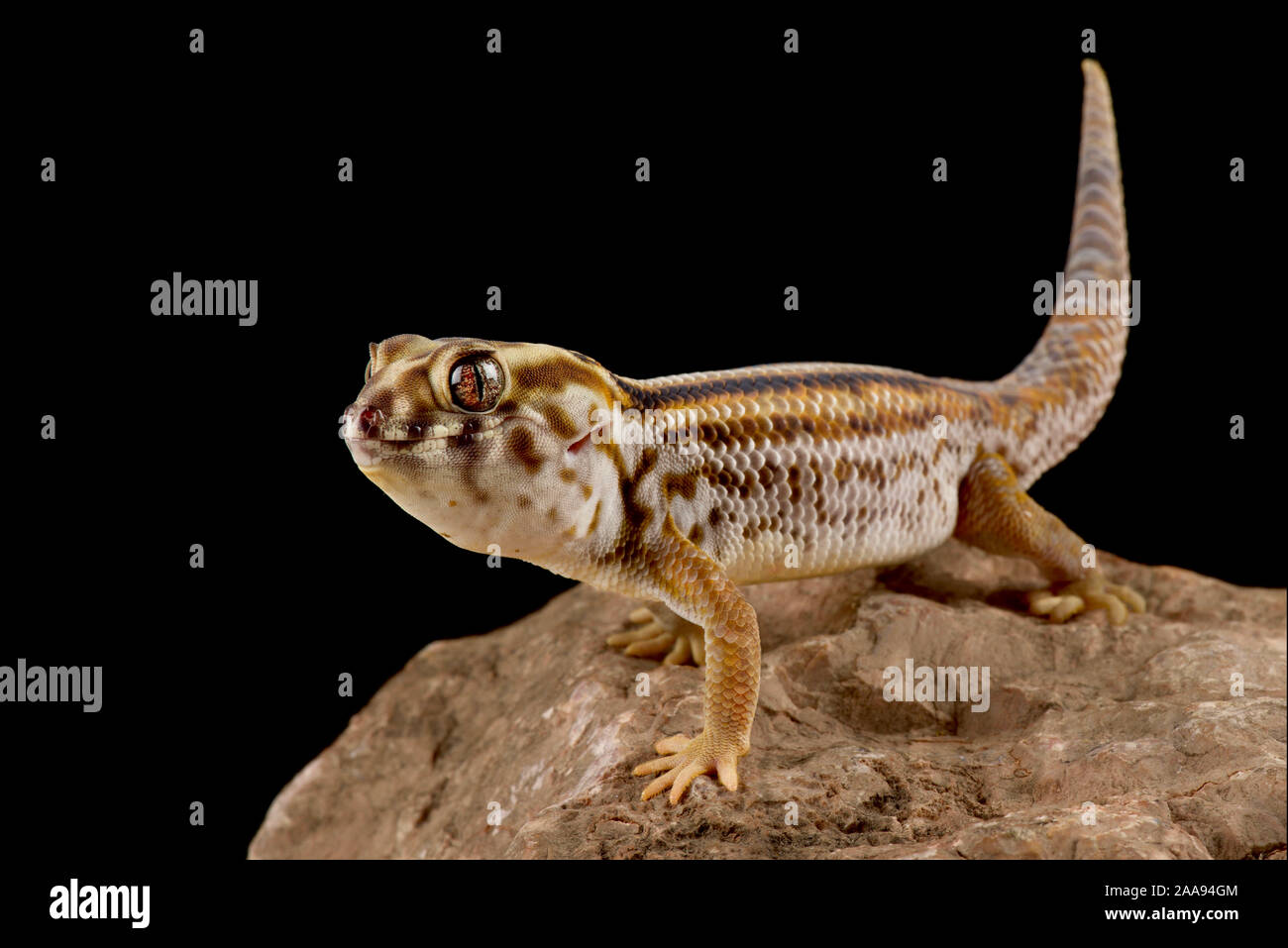 Persian wonder gecko (Teratoscincus keyserlingii Stock Photo - Alamy