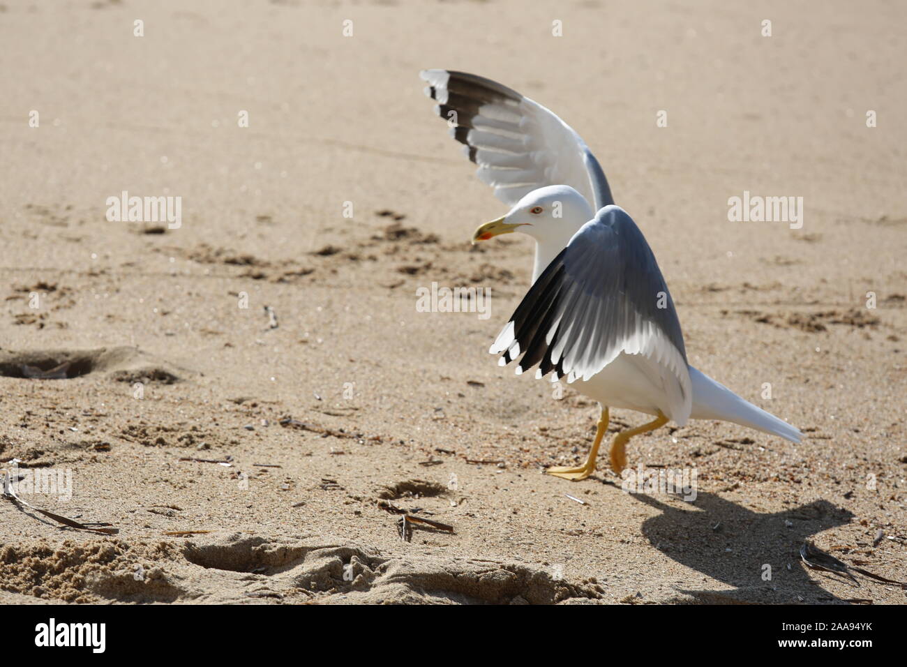 A seagull on the beach lifts wings Stock Photo - Alamy