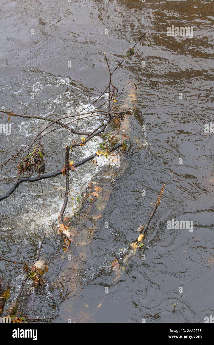 Fallen tree submerged in fast flowing waters of River Fowey after ...