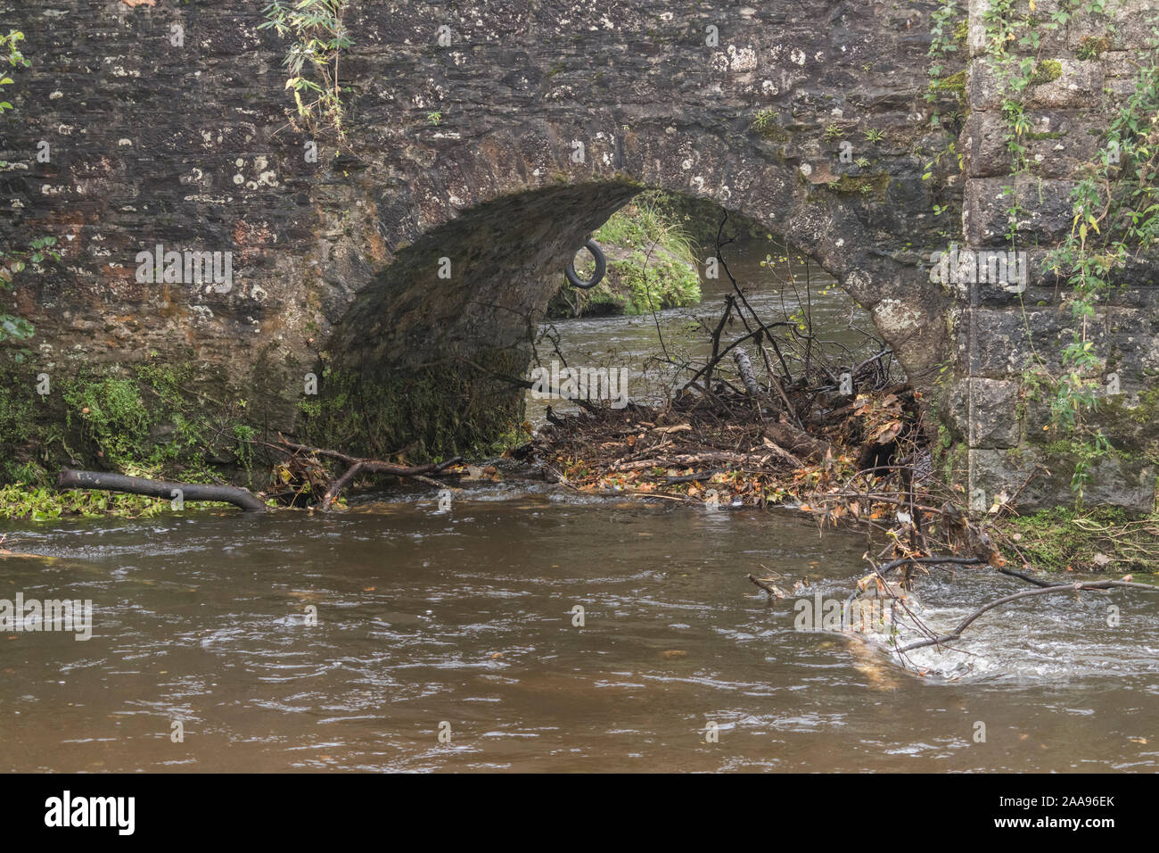 Fallen tree debris blocking bridge arch in fast flowing waters of River ...