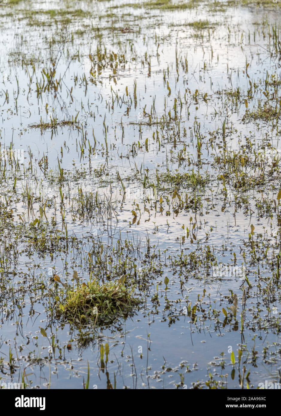 Water inundated field & Juncus Rush / Juncus effusus tufts & other ...