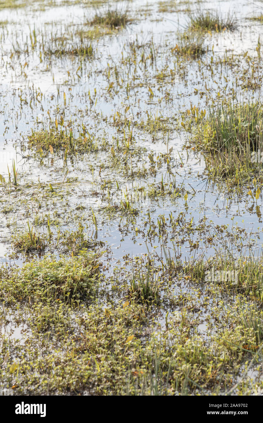 Water inundated field & Juncus Rush / Juncus effusus tufts & other ...