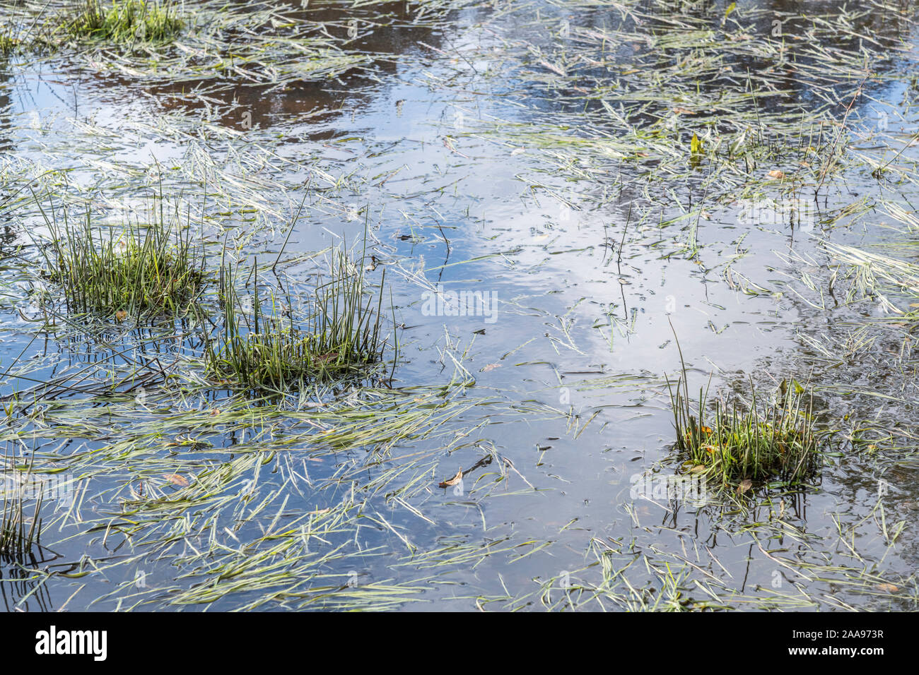 Junco fino hi-res stock photography and images - Alamy