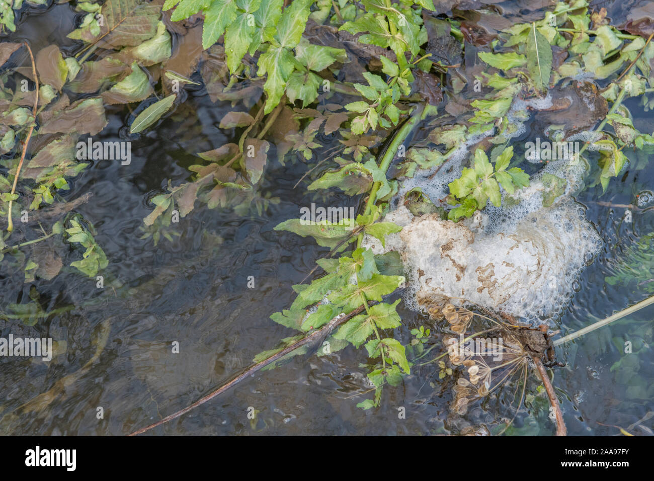 Foam line / foam collecting on freshwater drainage stream. Metaphor ...