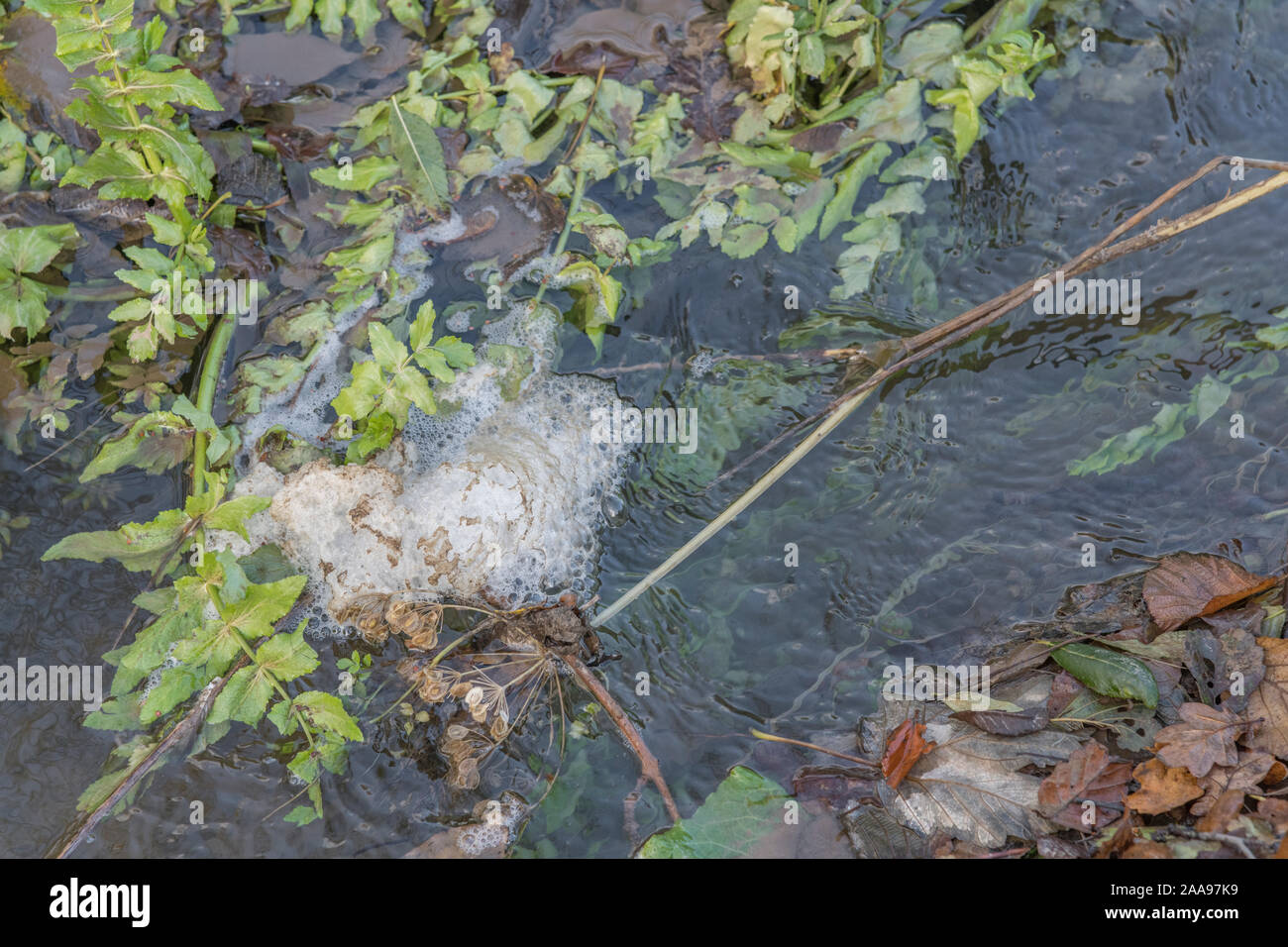 Foam line / foam collecting on freshwater drainage stream. Metaphor ...