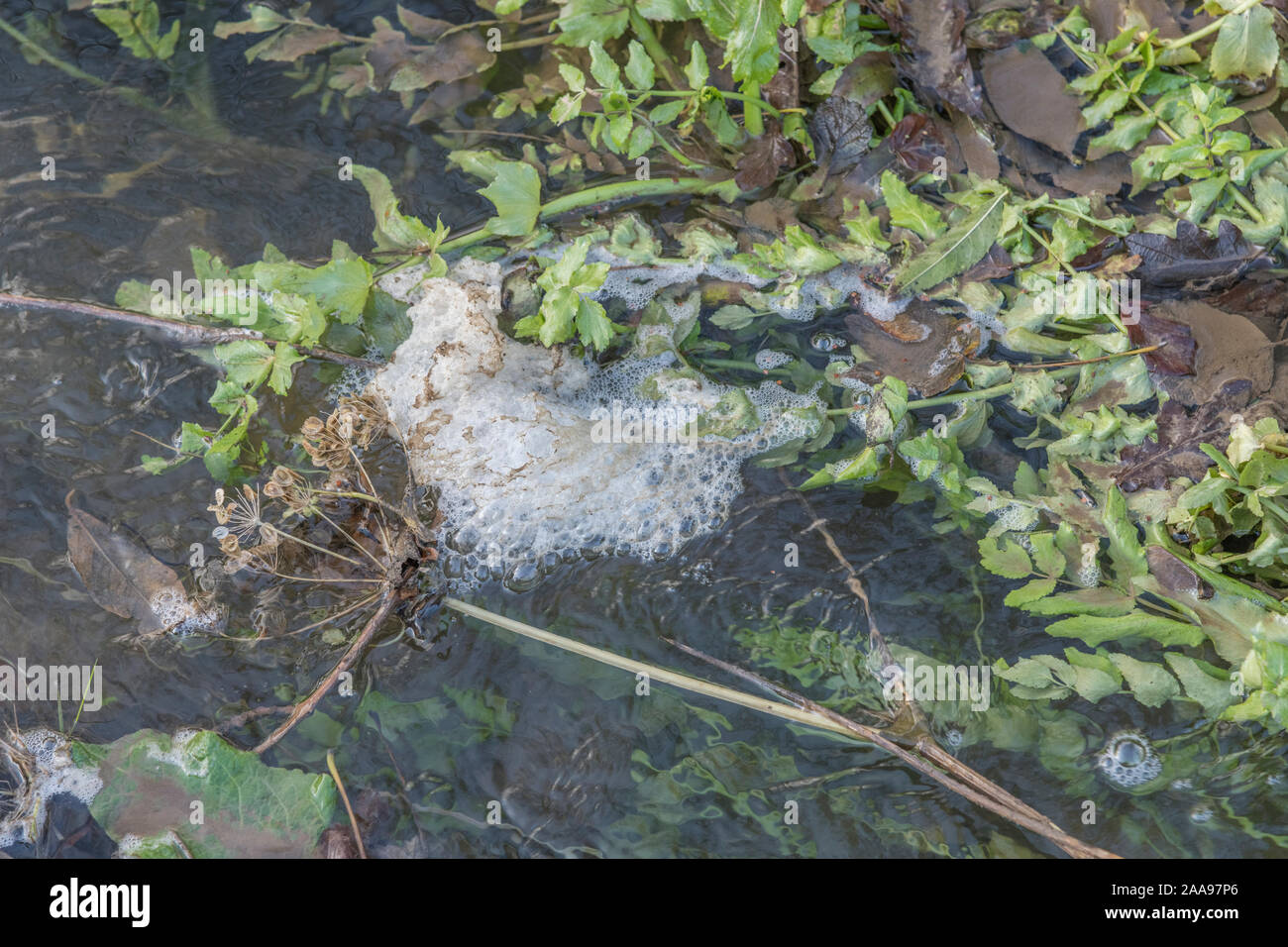 Foam line / foam collecting on freshwater drainage stream. Metaphor ...