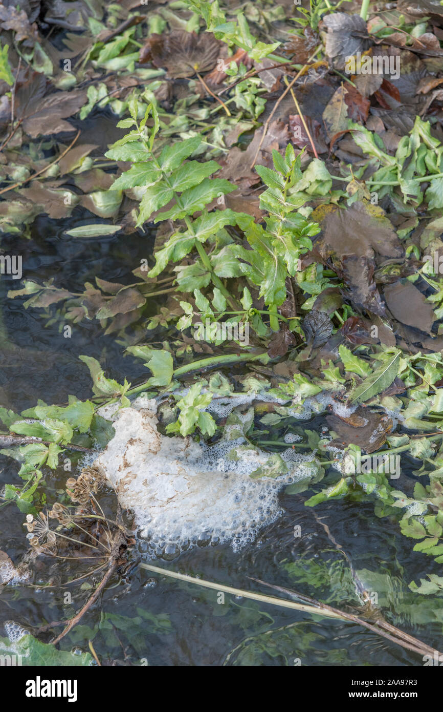 Foam line / foam collecting on freshwater drainage stream. Metaphor ...