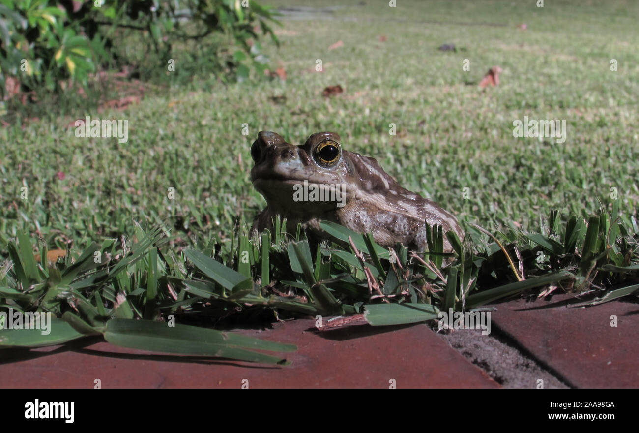 Garden toad looking at the camera with big eyes Stock Photo - Alamy
