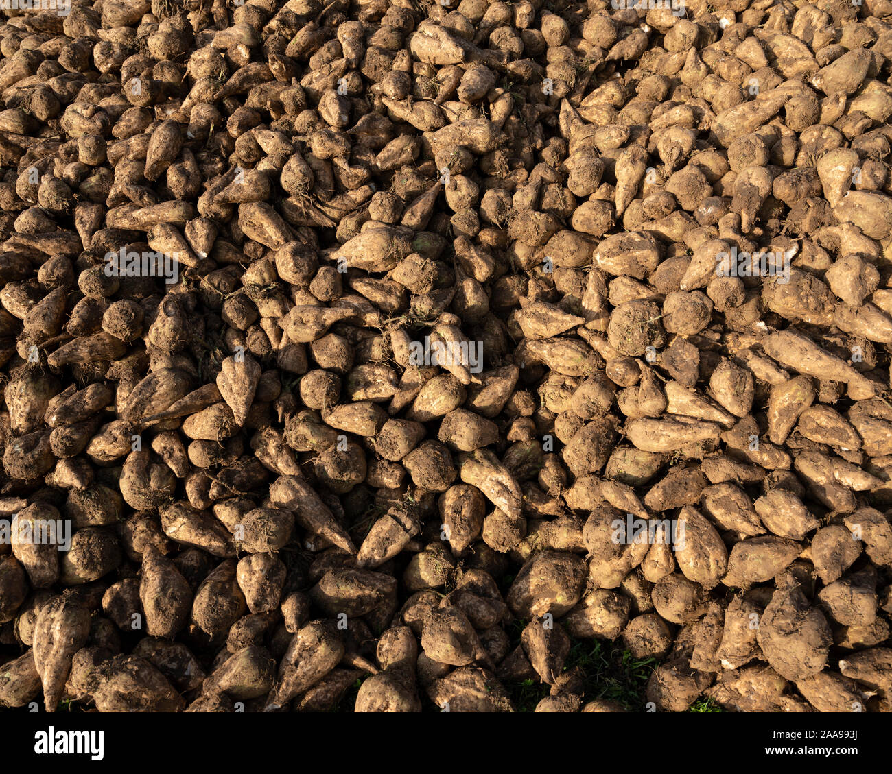 closeup of large pile of beetroots Stock Photo - Alamy