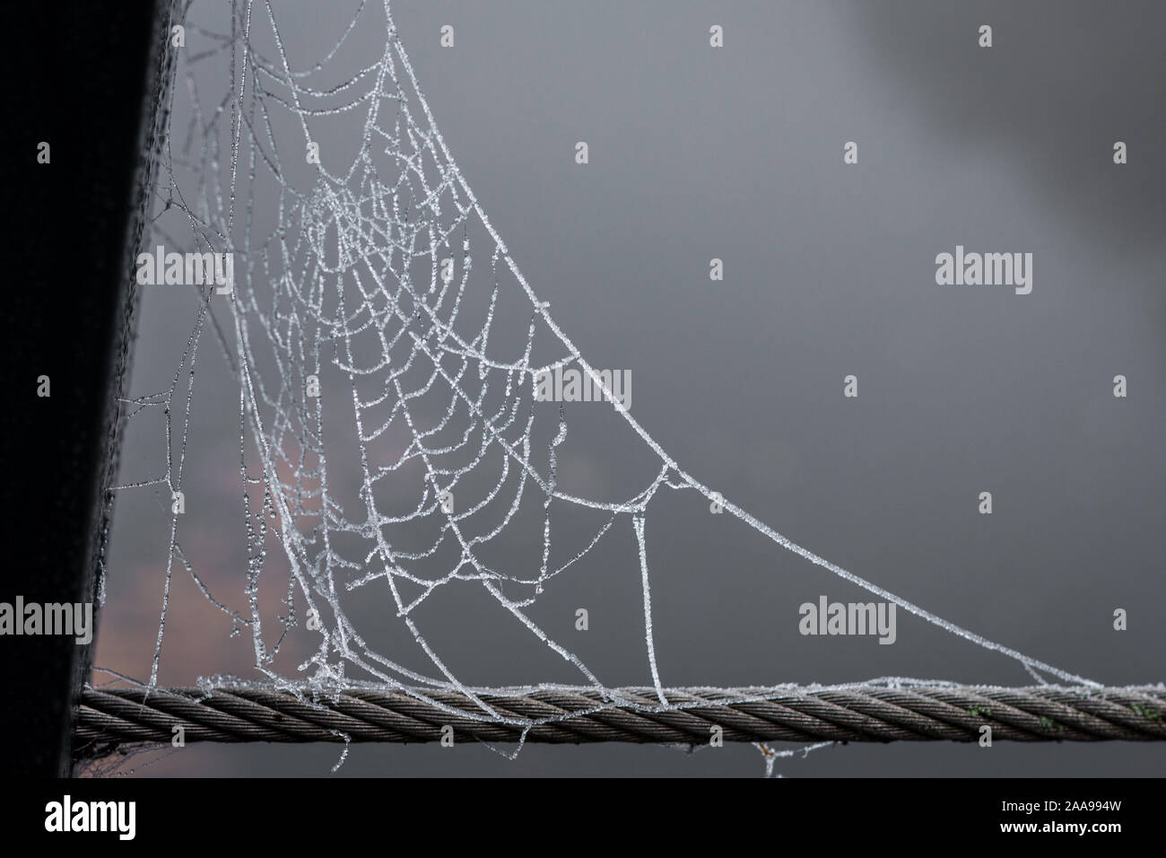 Winter time has arrived, the spider-webs are frozen on a icy misty ...