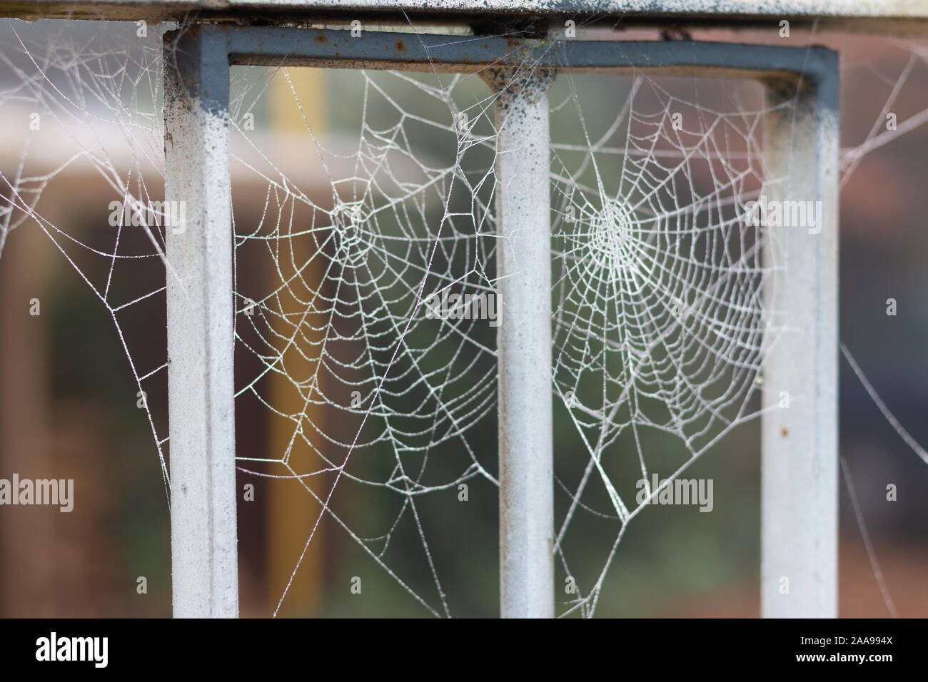 Winter time has arrived, the spider-webs are frozen on a icy misty ...