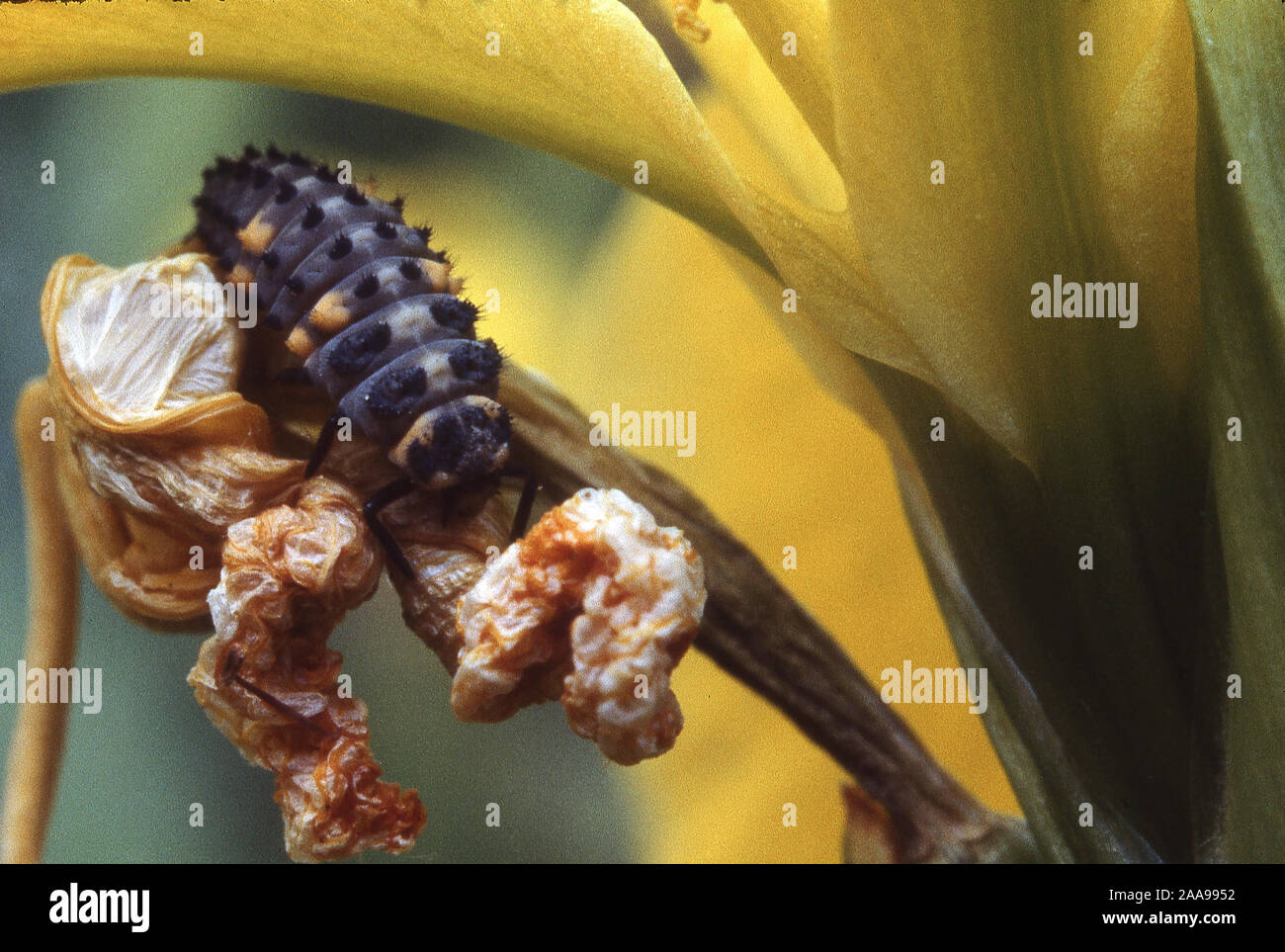 BEETLES; LADYBIRD LARVA; COCCINELLA 7 PUNCTATA Stock Photo - Alamy