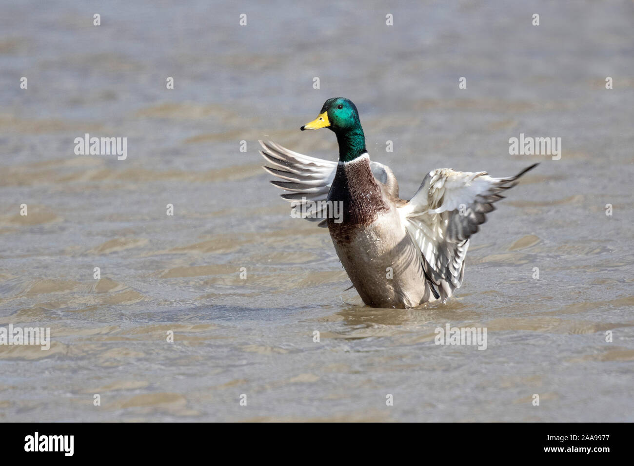 Mallard , male duck washing Stock Photo - Alamy