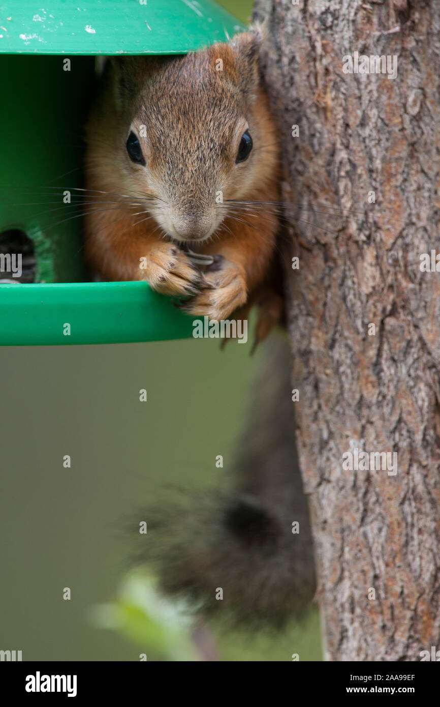 Red squirrel scavenging for food in a bird feeder Stock Photo - Alamy