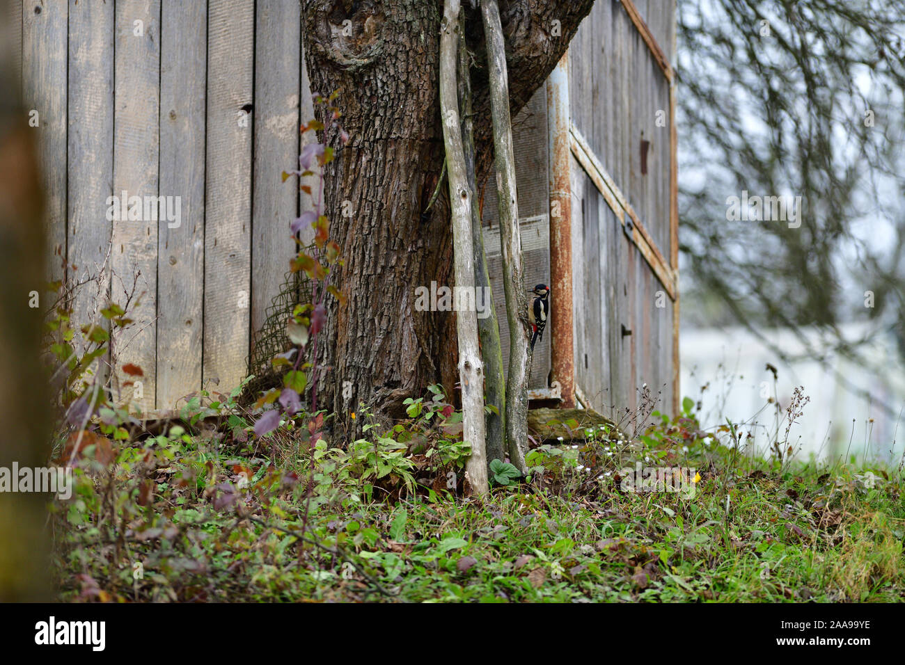 Red woodpecker knocking on the branch tree Stock Photo - Alamy