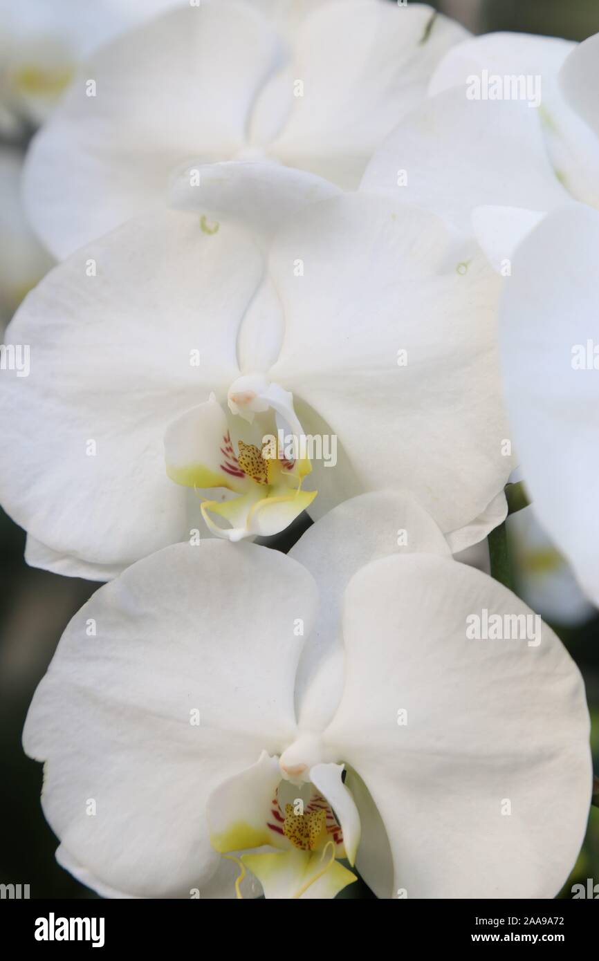 Soft white flowers hi-res stock photography and images - Alamy