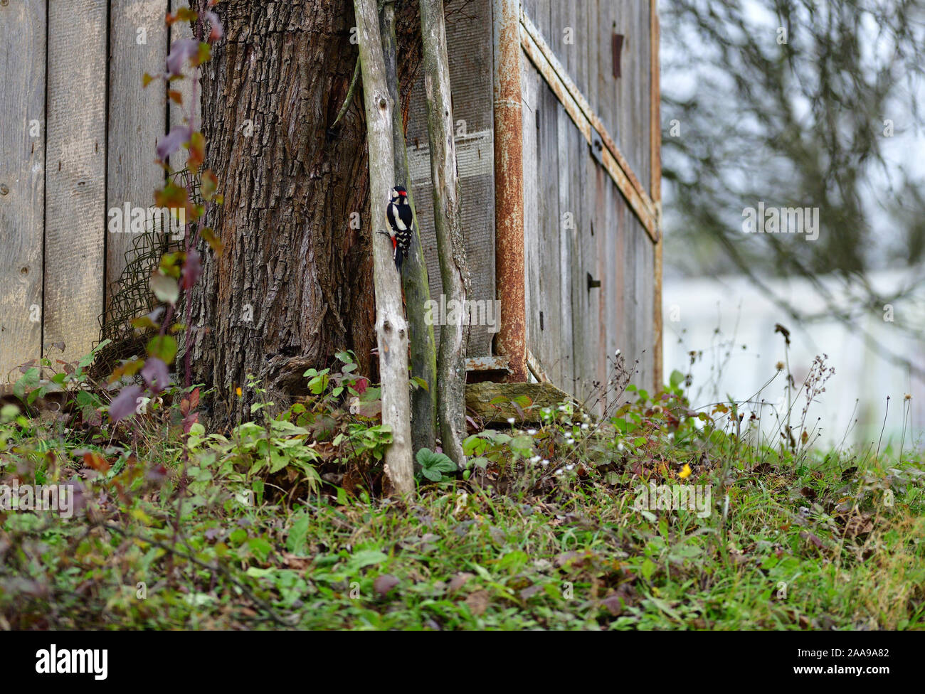 Red woodpecker knocking on the branch tree Stock Photo - Alamy