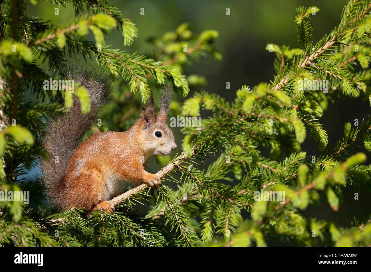 Eurasian red squirrels hi-res stock photography and images - Alamy
