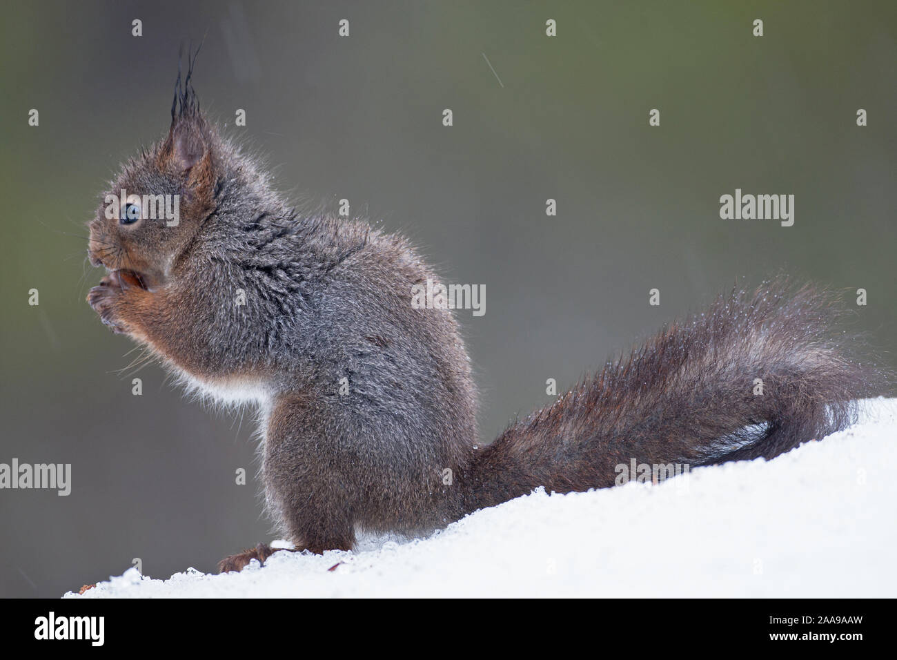Red squirrel (sciurus vulgaris) hunting for food in the winter Stock ...