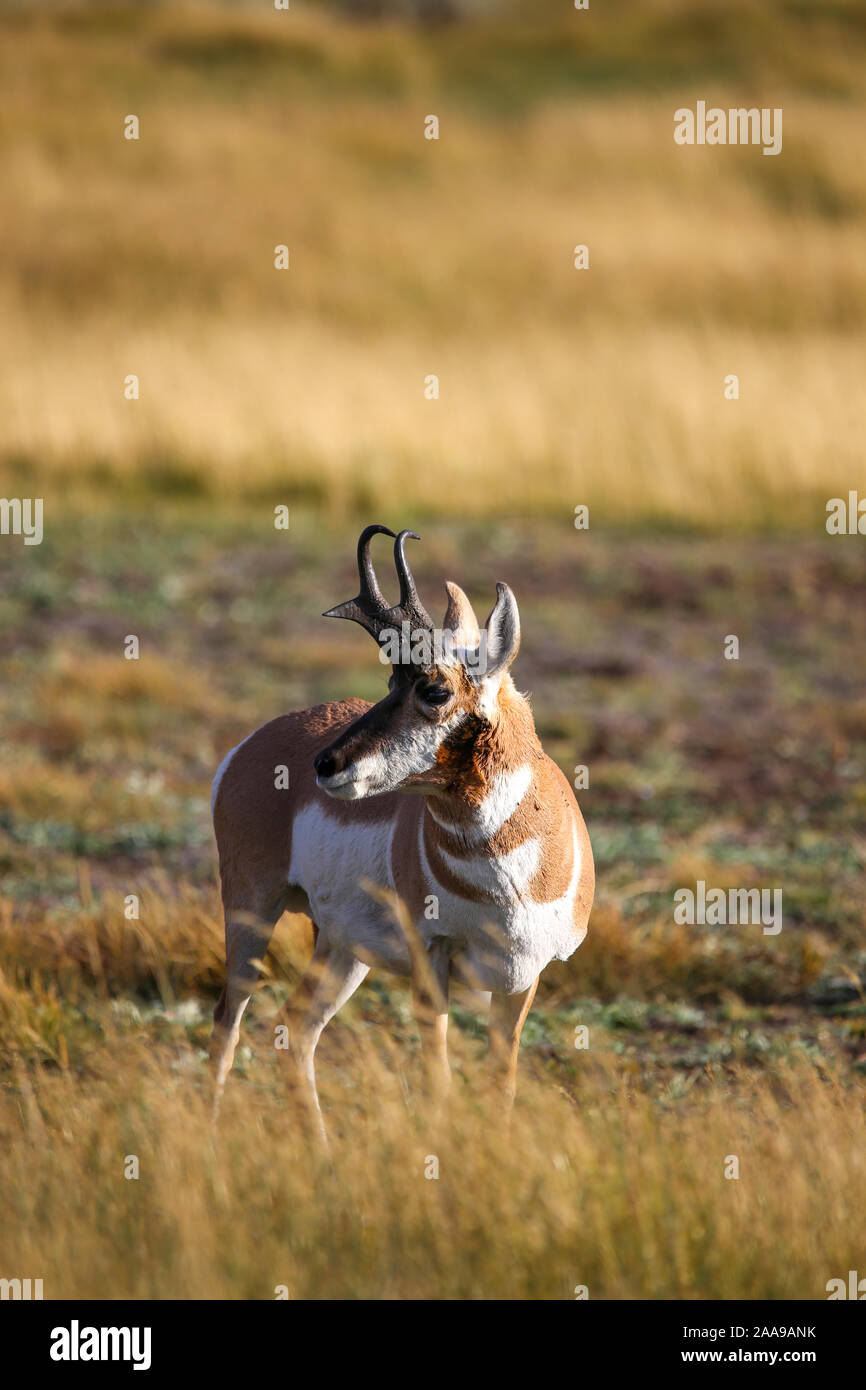 Pronghorn antelope in sage brush Stock Photo - Alamy