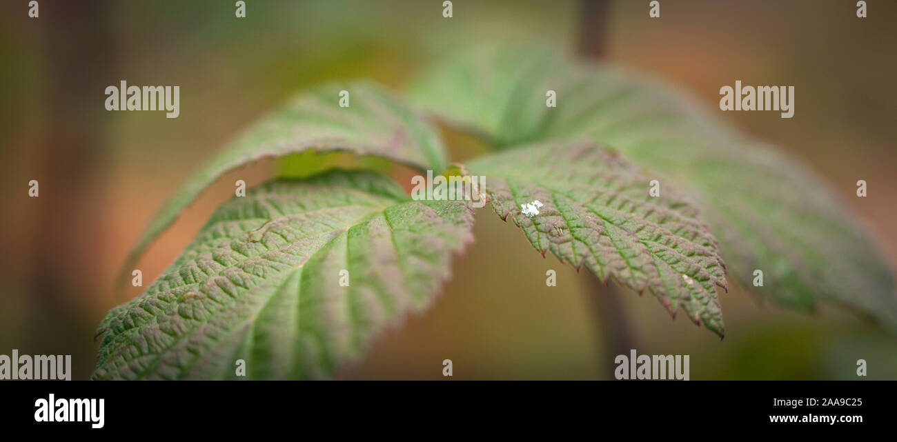 Raspberry leaf spot hi-res stock photography and images - Alamy