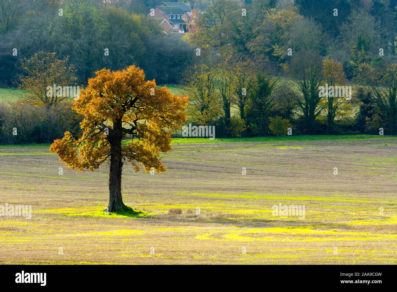 A single oak tree in autumn, Badby, Northamptonshire, England, UK Stock ...