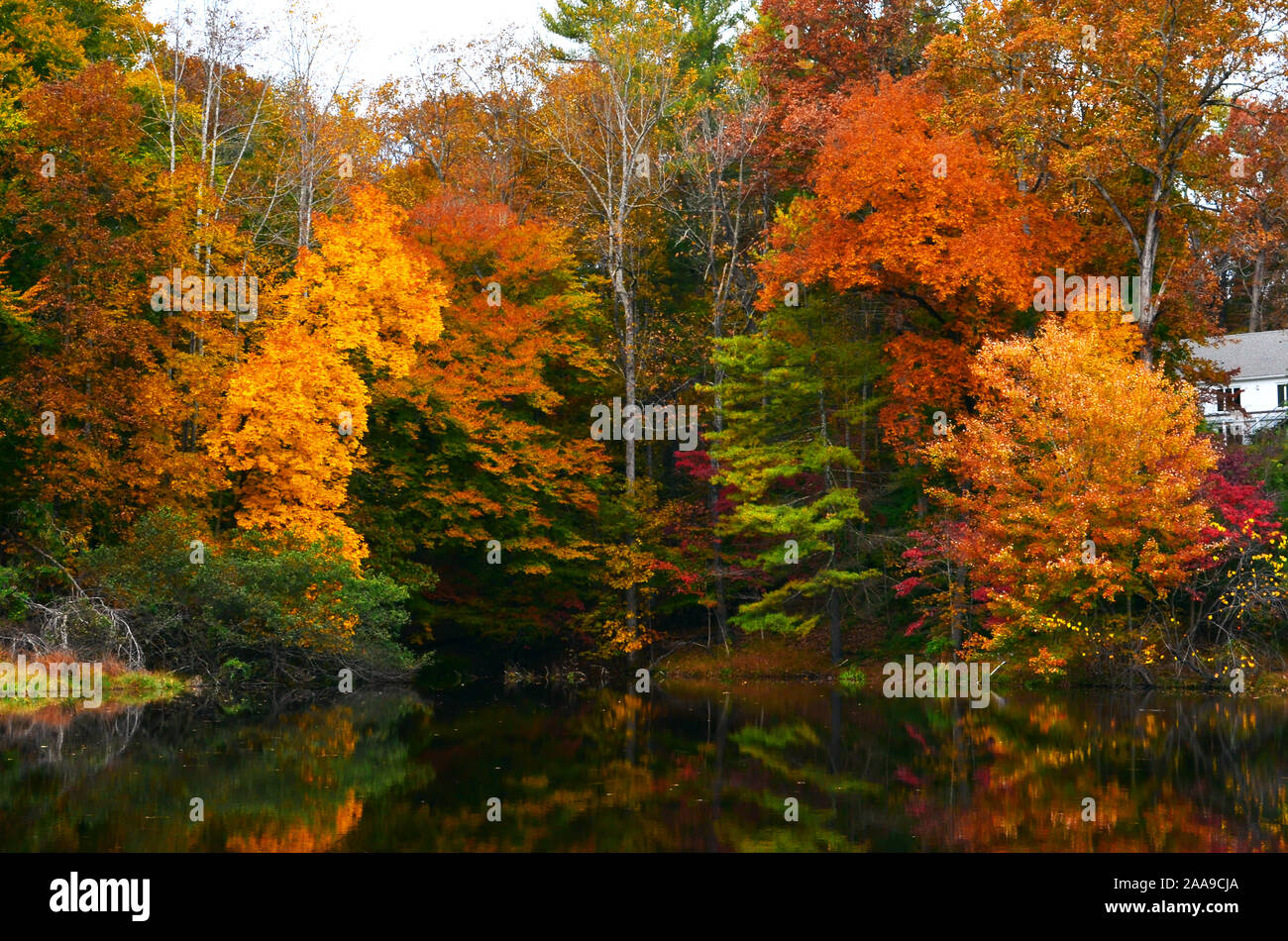Trees around pond hi-res stock photography and images - Alamy
