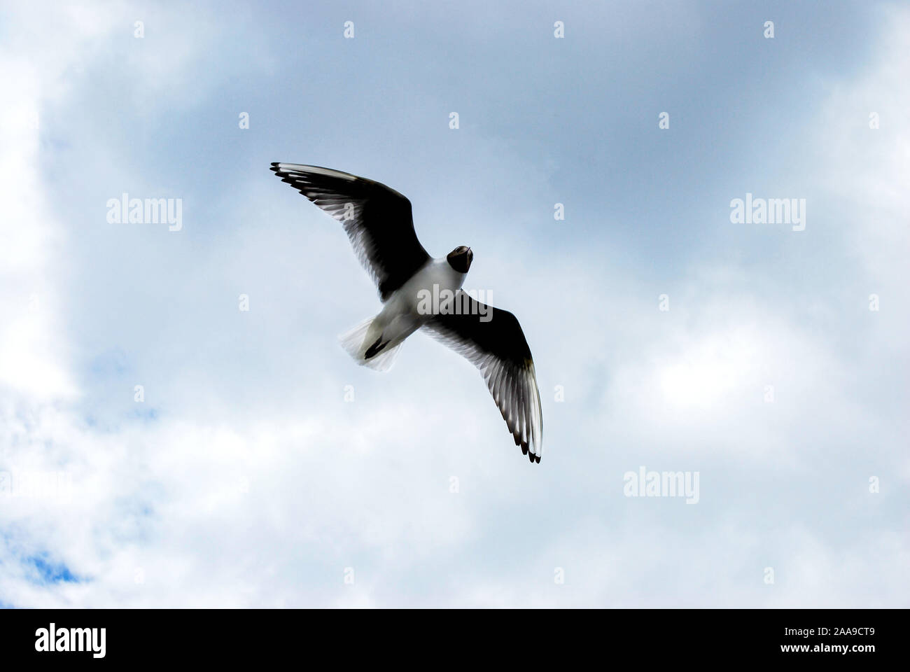 King of gulls hi-res stock photography and images - Alamy