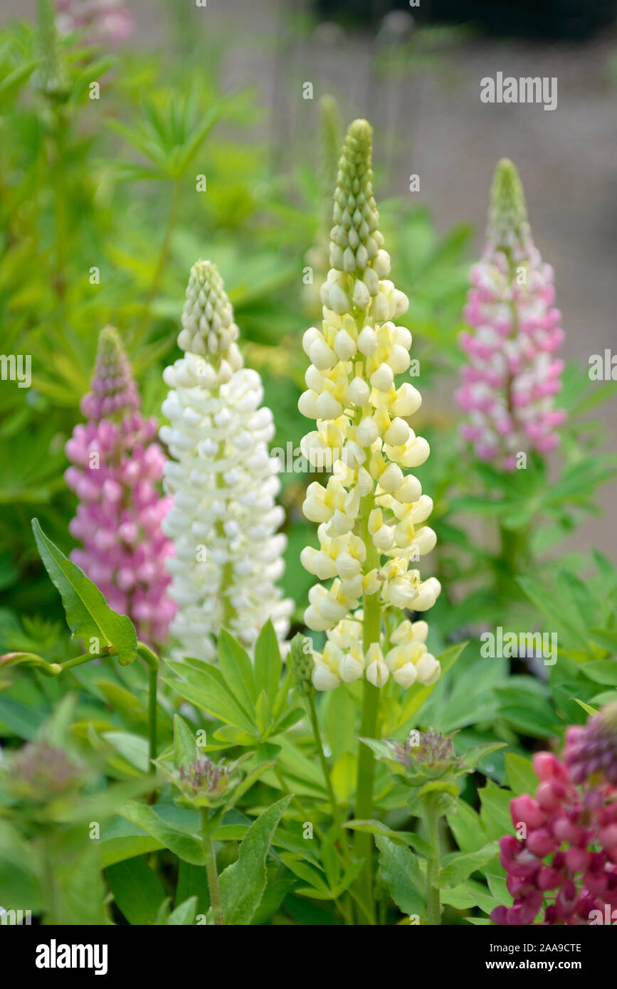 Lupine (Lupinus polyphyllus Stock Photo - Alamy