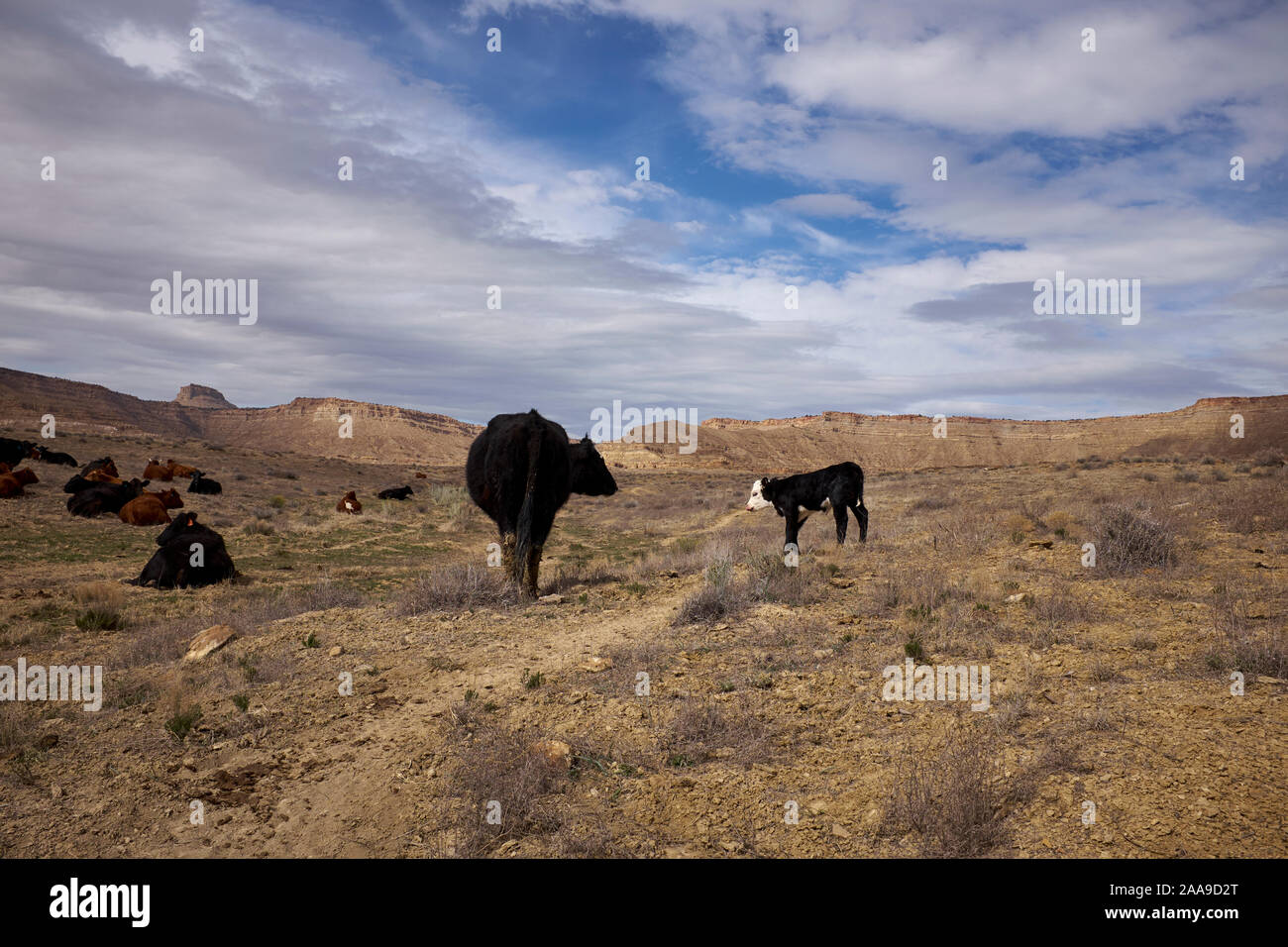 Cows on Grand Staircase Escalante, Utah, USA Stock Photo - Alamy
